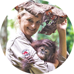 Spenden Sie für verwaisten Orang-Utans in unserer WALDSCHULE